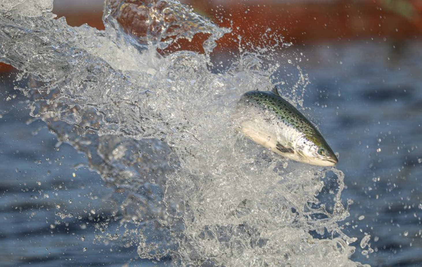 Sustainable fish processing, handling and cooling by MMC First Process